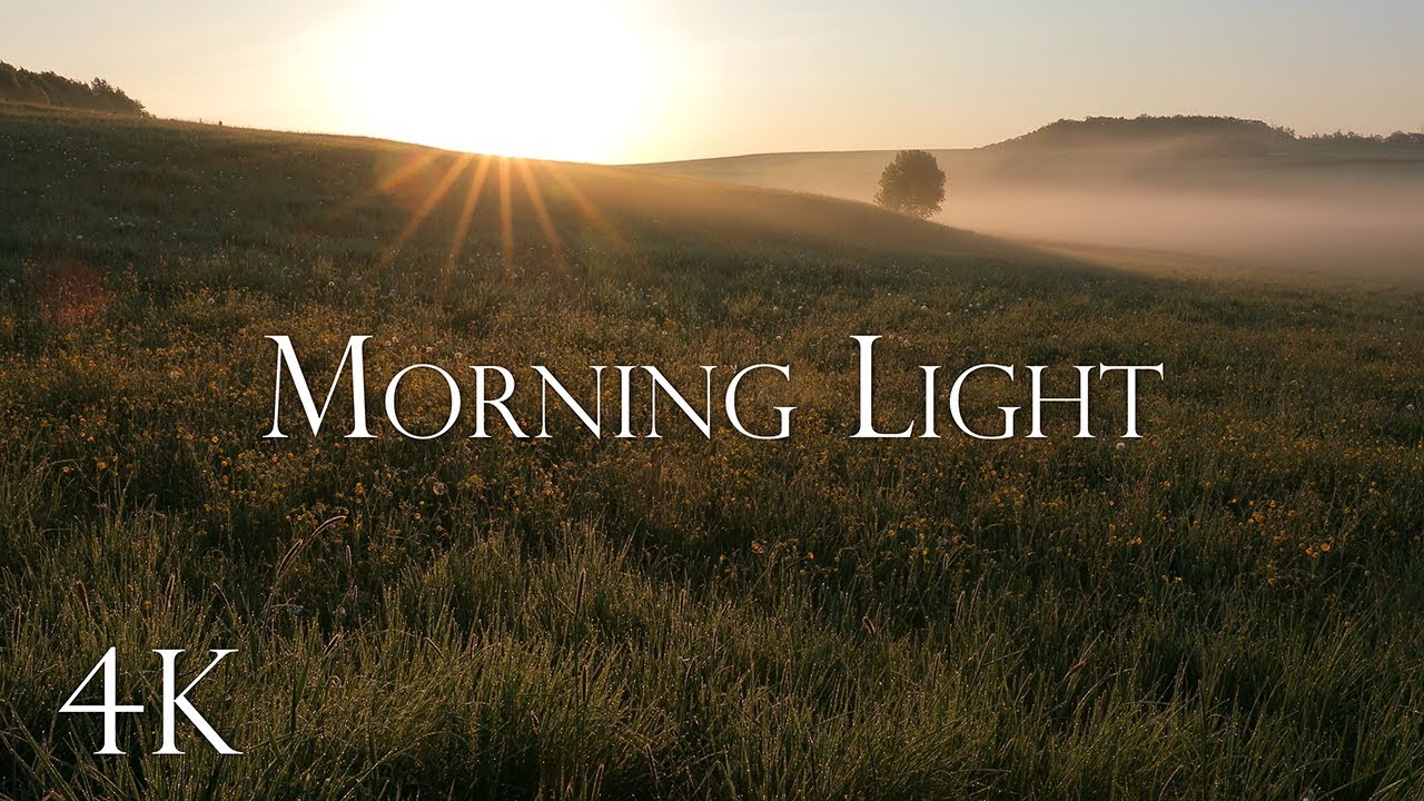 Morning Light - Beautiful Birdsong In A Misty Meadow Full Of ...