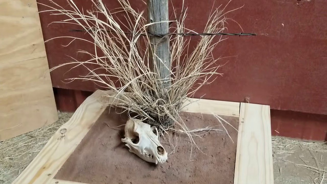 DIY European Mount Display - YouTube