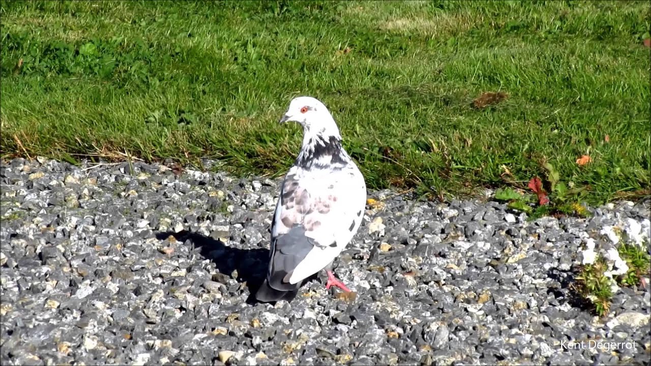 Vit duva. Albino / Leucism fågel. - YouTube