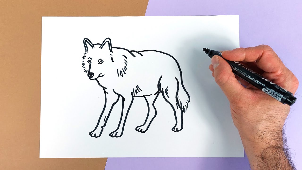 Comment dessiner un loup ? - YouTube
