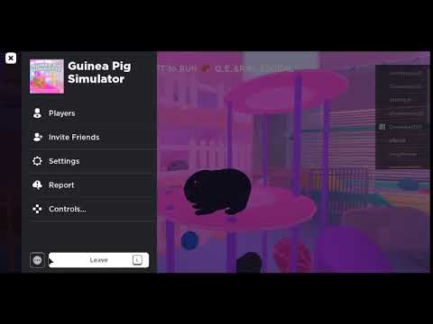 guinea pig simulator - YouTube