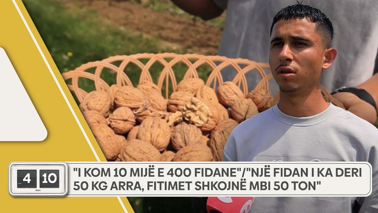 "I kom 10 mijë e 400 fidane"/"Një fidan i ka deri 50 kg arra, fitimet ...