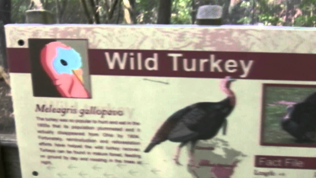 Fat White Lando - Wild Turkeys - YouTube