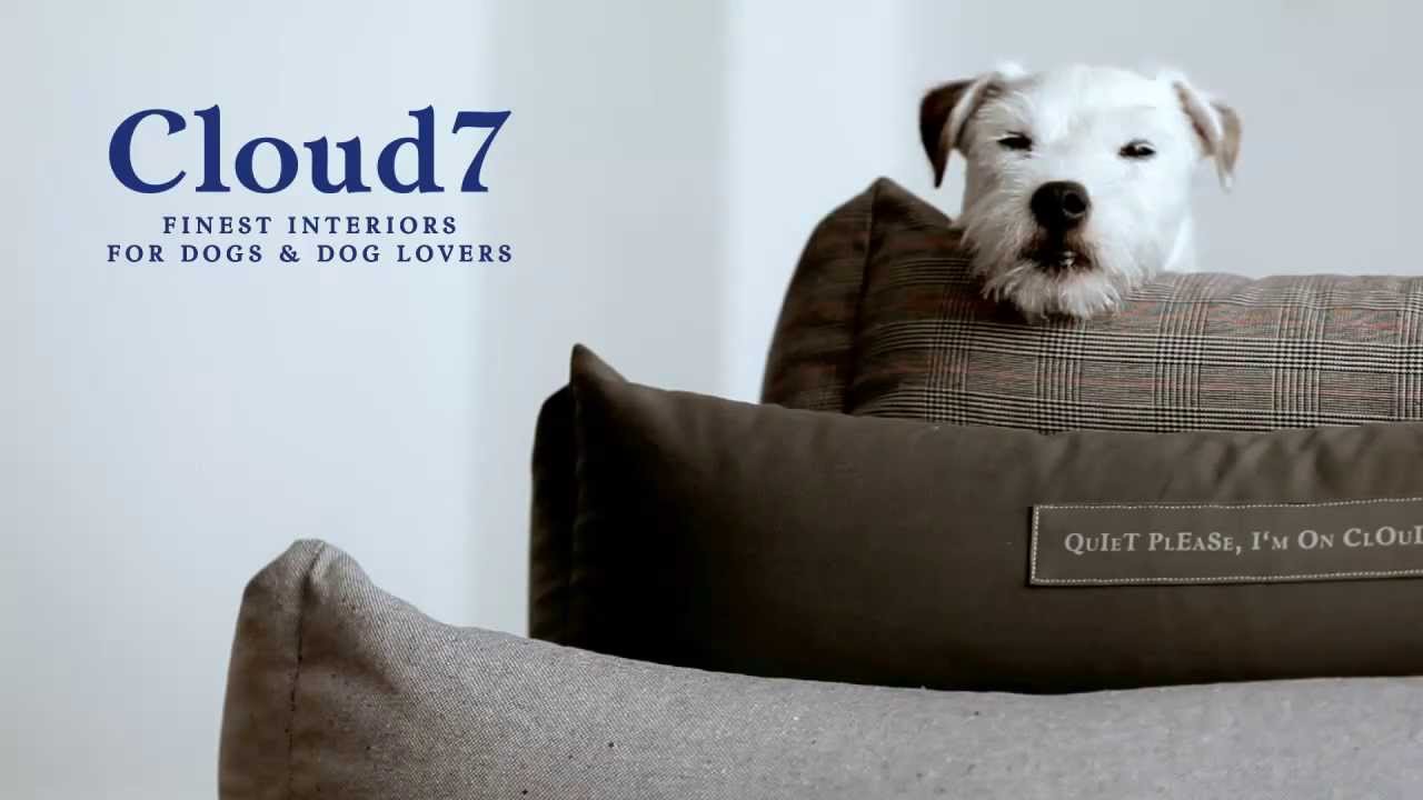 CLOUD 7 Always listen to your Dog - YouTube