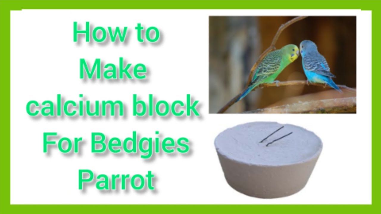 how to make calcium block for Budgies Parrot.@Rajbudgiesparrots - YouTube