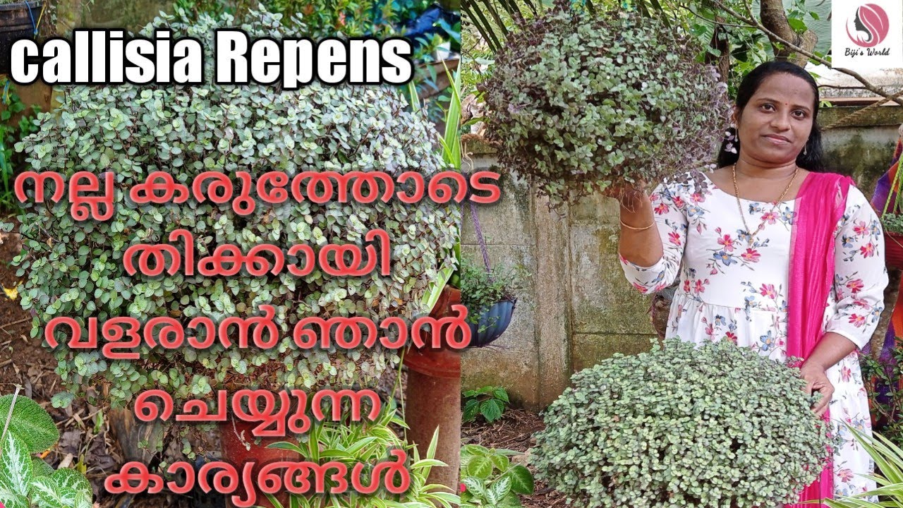 callisia Repens Plant caring & prop agation in malayalam ///തിക്കായി ...