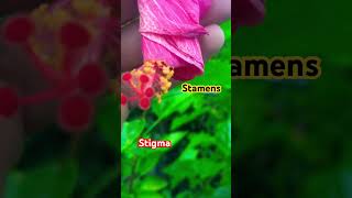 Hibiscus stigma and stamens #shorts