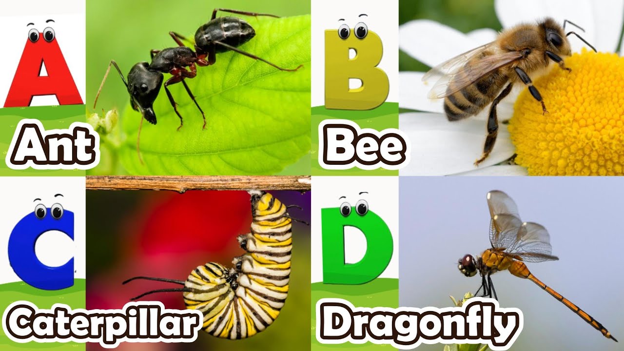 Insects ABC Song for Kids | Insects for Kids | Phonics for Kids ...