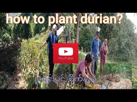 How to plant durian tree? how to grow durian tree? ဒူးရင်းပင် စိုက်နည်း ...