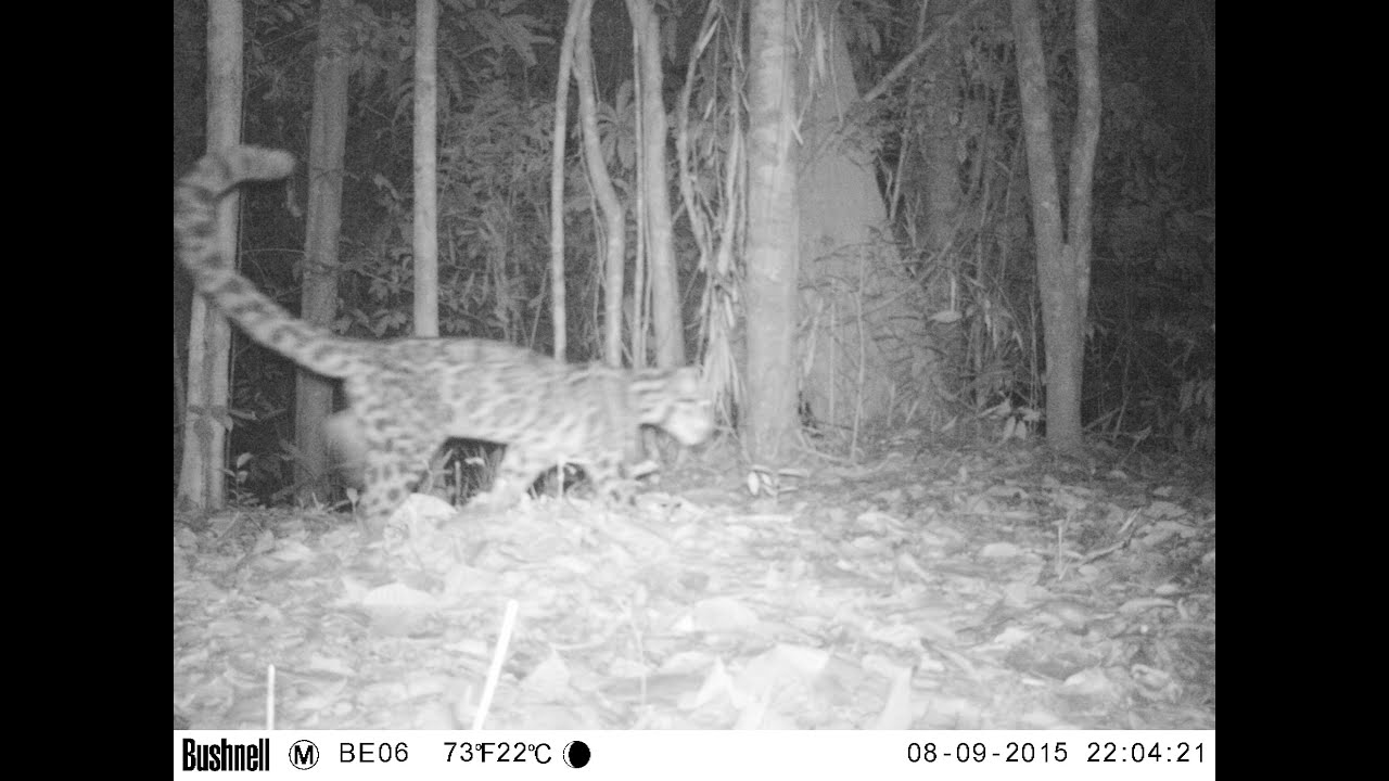 Clouded leopard caught on camera trap by the expedition - YouTube