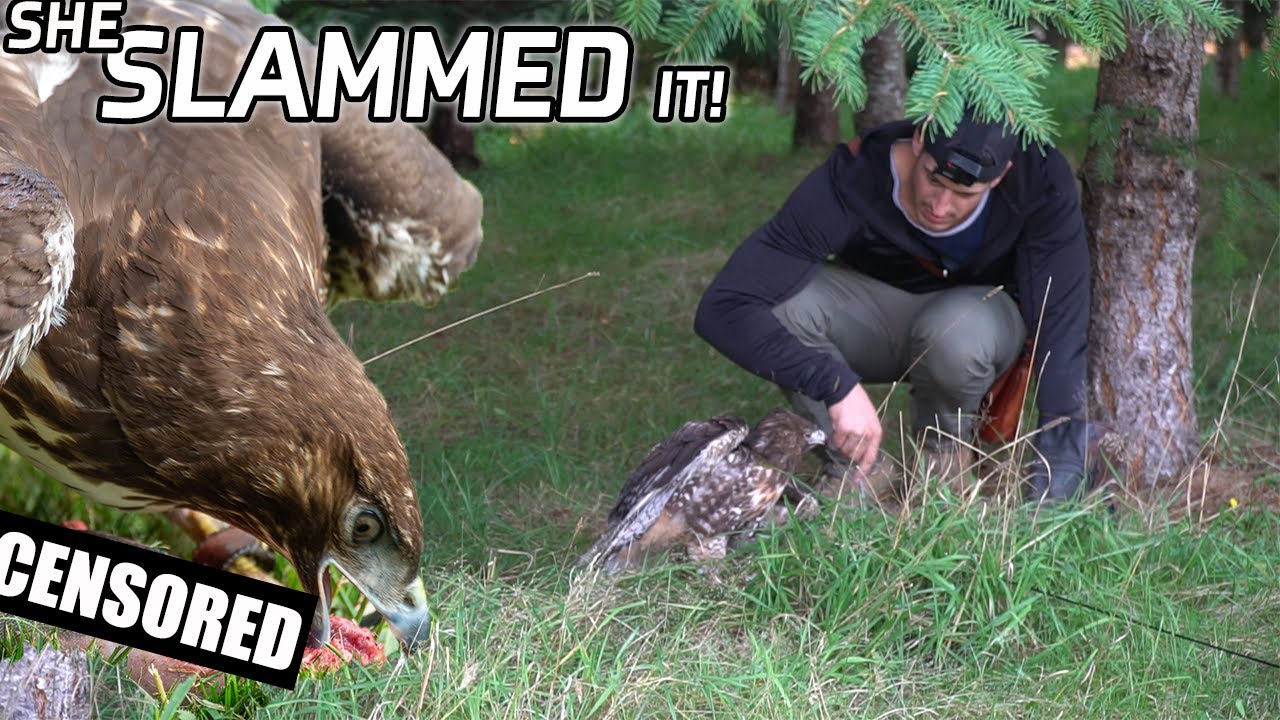 Hawk SLAMS Gigantic Rat (Graphic) - YouTube