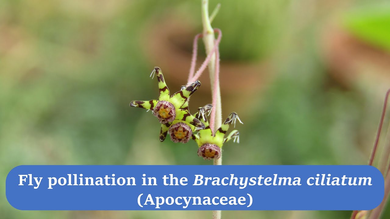 Fly pollination in the Brachystelma ciliatum (Apocynaceae) - YouTube