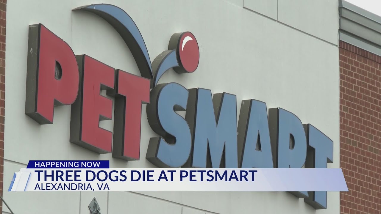 A dog owner grieves: three dogs die at PetSmart facility - YouTube