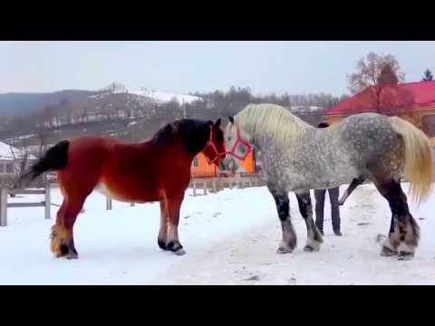 Beautiful Horse Mating Ever   Finally Female Receives the Male