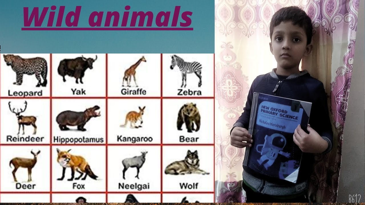 Wild Animals Where Do Wild Animals Live YouTube wild-animals-where-do-wild-animals-live-youtube