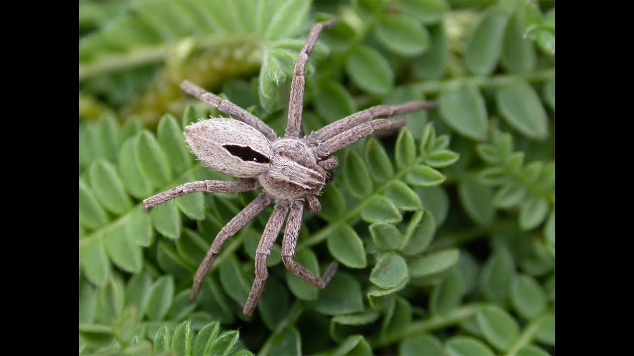 Getting to grips with one of the UK's rarest spiders - YouTube