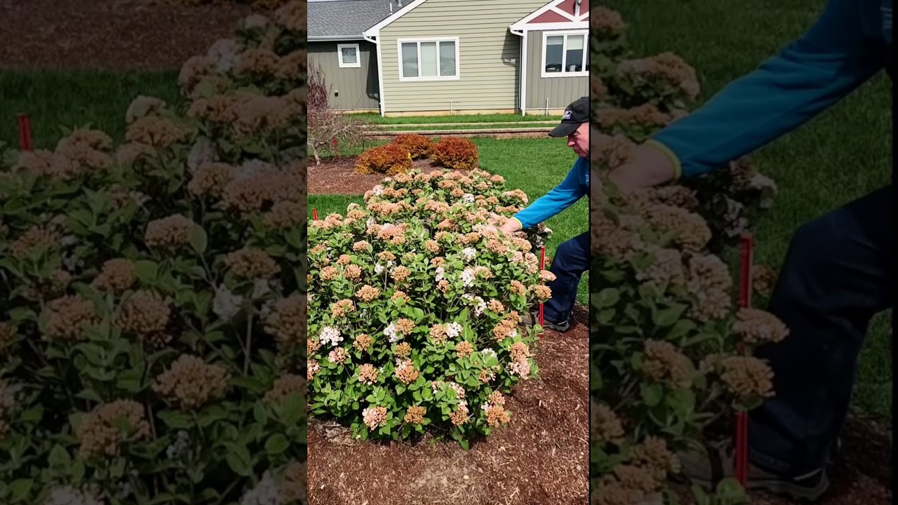 ECOsystem3 - Grown By Overdevest