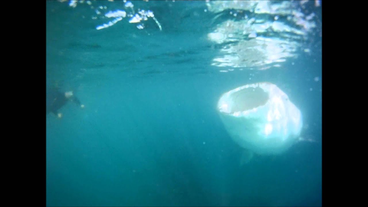 Peoria Man Swallowed by Whale Shark - YouTube