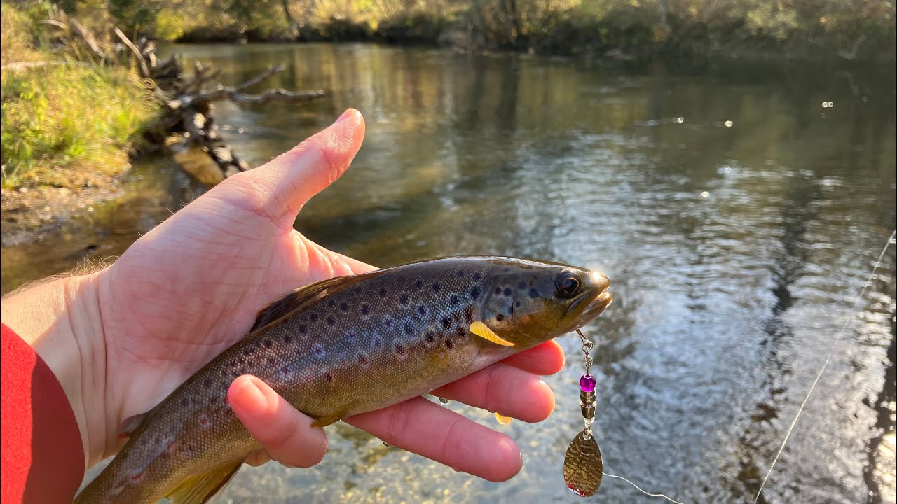 Creek Fishing in the Fall - Michigan Trout Fishing - Wild Brown Trout ...