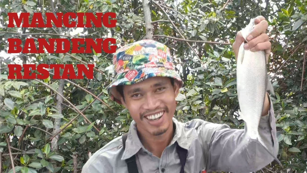 MANCING IKAN BANDENG RESTAN, BANDENG SUPER, STRIKE TERUS TANPA HENTI ...