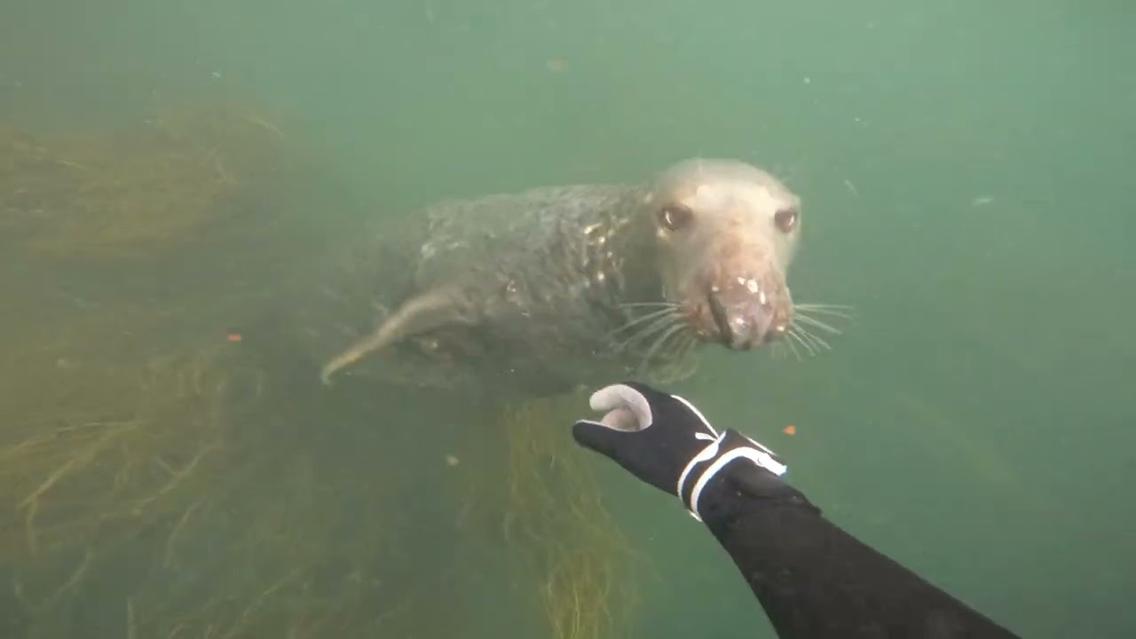 Grey Seal Cornwall - Winston comes to say hello to me while ...