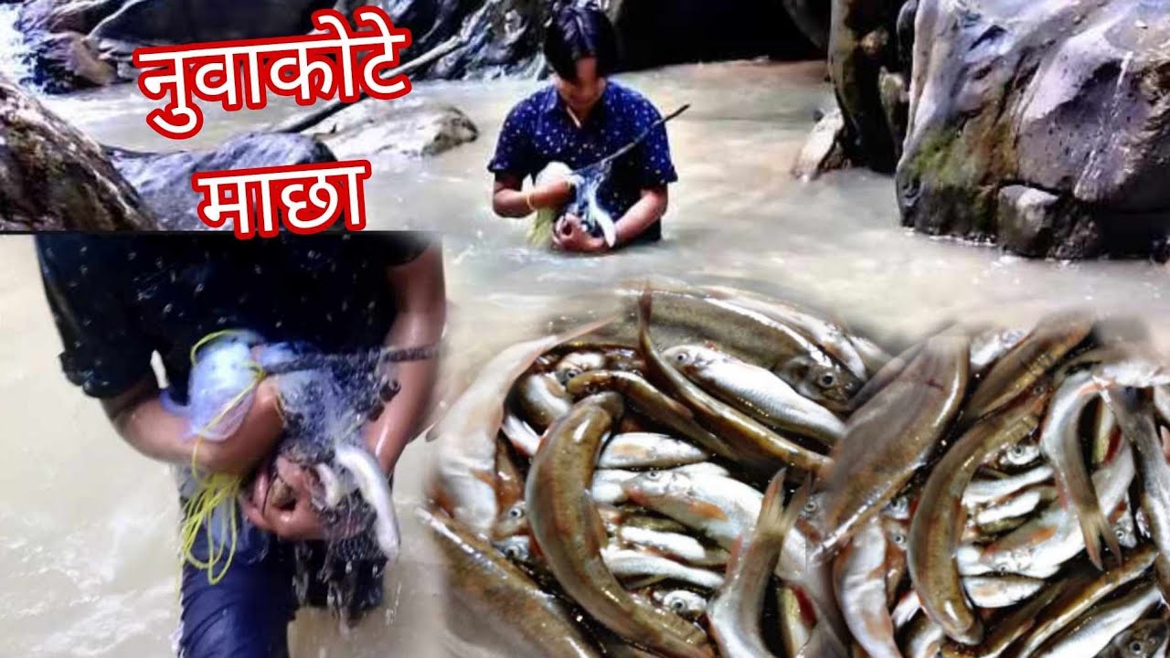 Nuwakot ko Asala machha🐟️😱😱||Alina gurung|| - YouTube