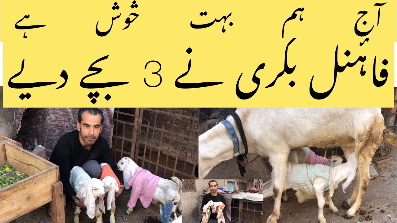 Bakrai ny 3 bachay dia🤪mashallah both he khubsurat white dasi Paur ...