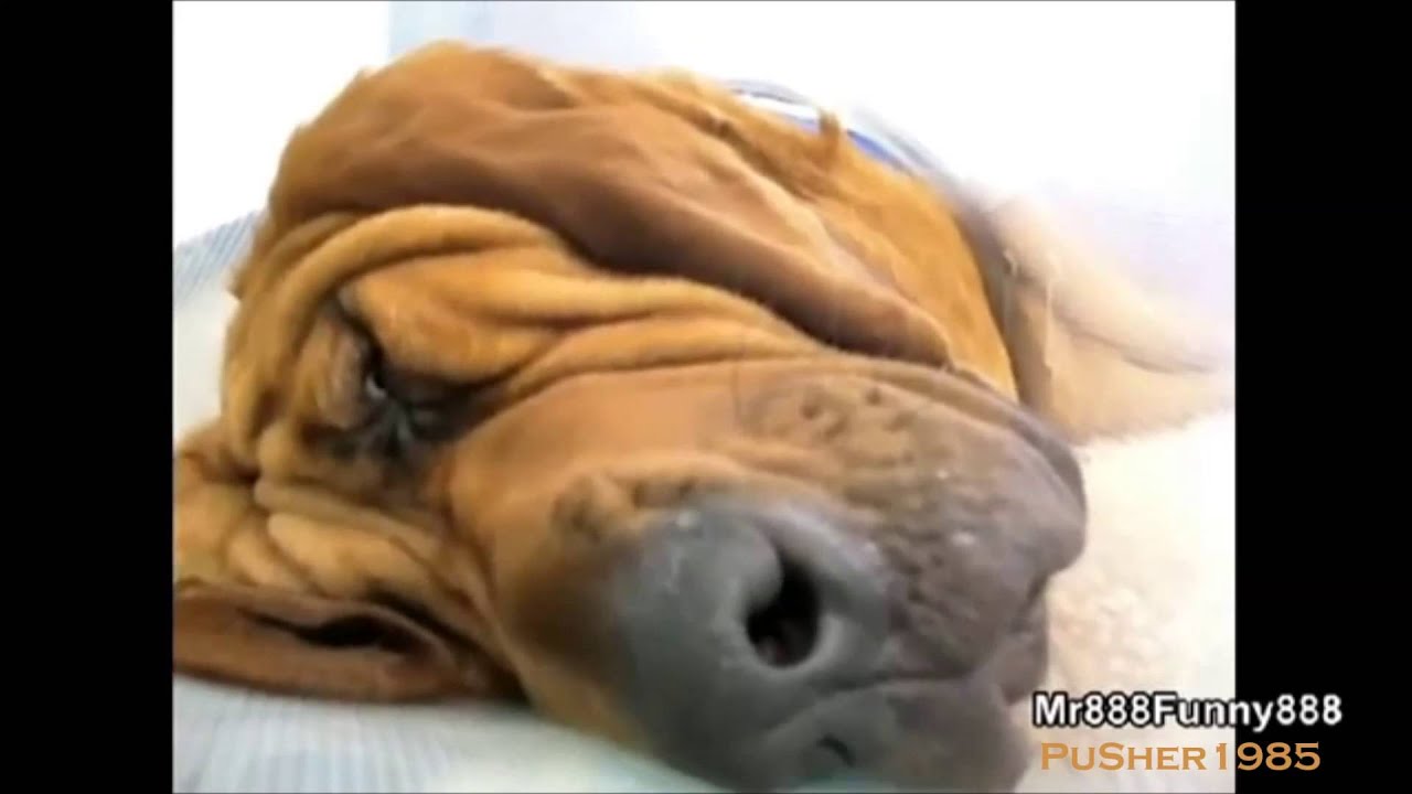 BEST of Snoring Animals Compilation 2013 - YouTube