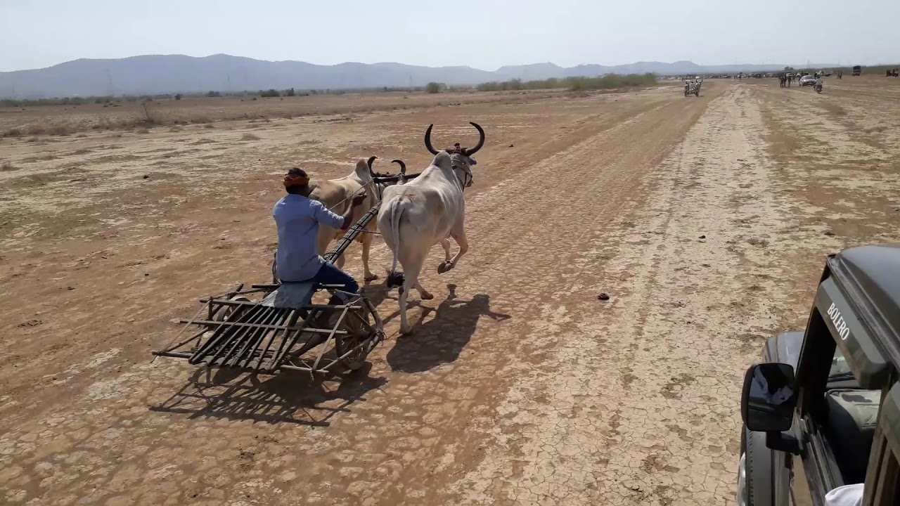 Kutch Bull Race in Dharang mekan dada 2019 - YouTube