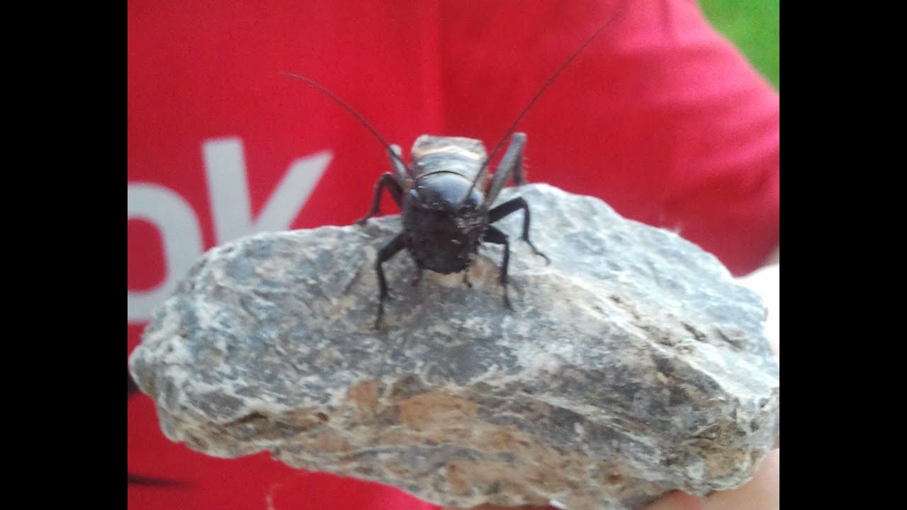 "Echte" Grille (Gryllidae) zirpen - "True" Cricket chirping - YouTube