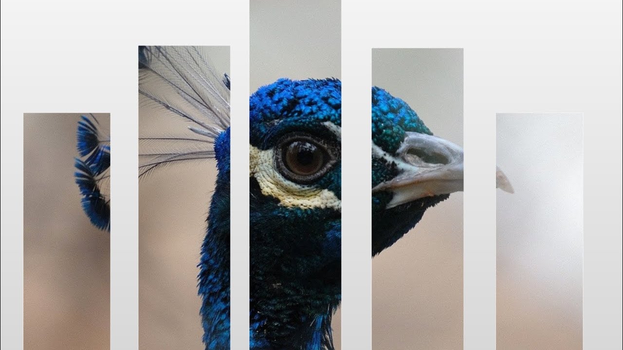 Image in a custom shape ! using pixellab #learnwithnms #pixellab - YouTube