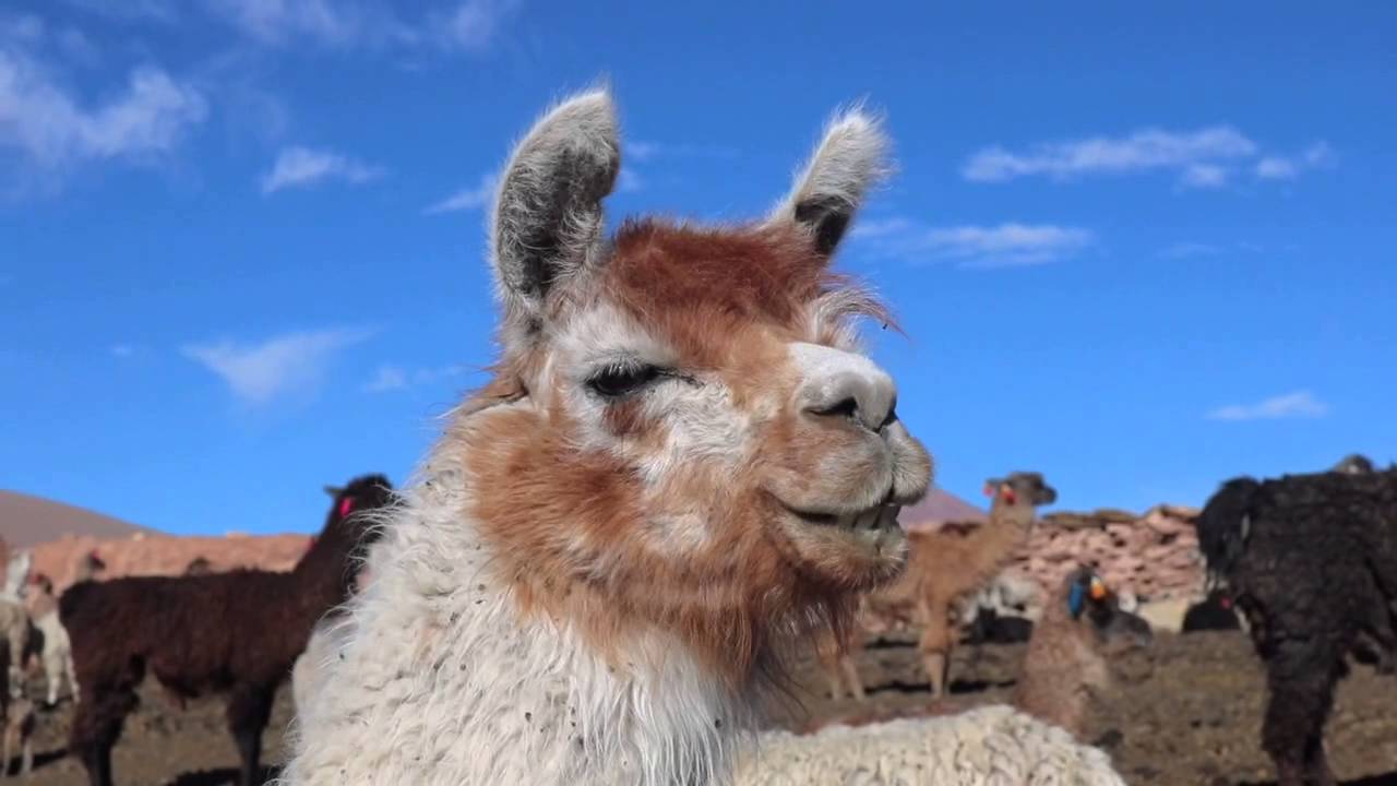 Llama chewing - YouTube