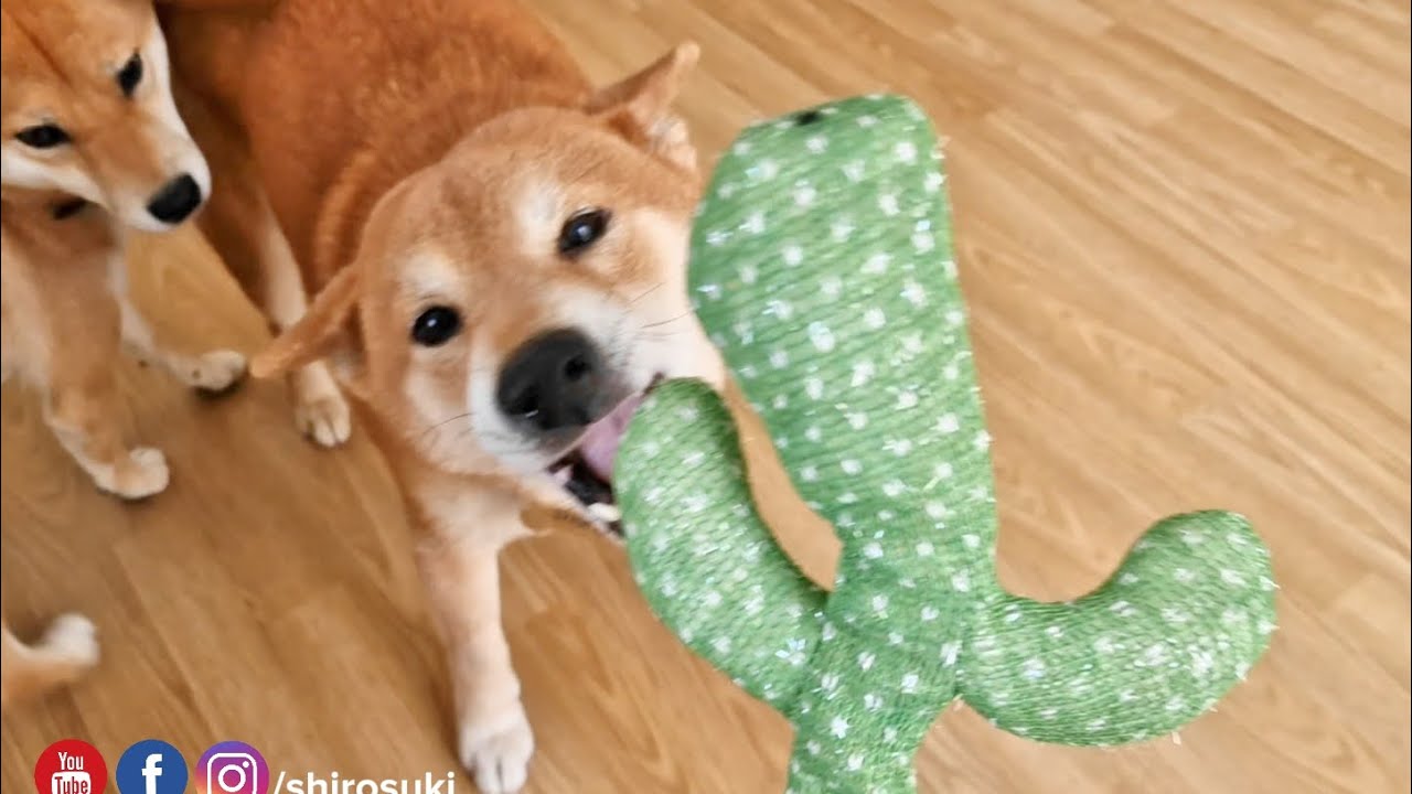 bamboozled again! (dogs react to talking cactus) - YouTube