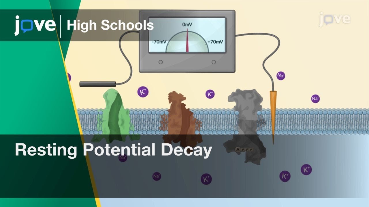 Resting Potential Decay | Cell Bio | Video Textbooks - Preview - YouTube