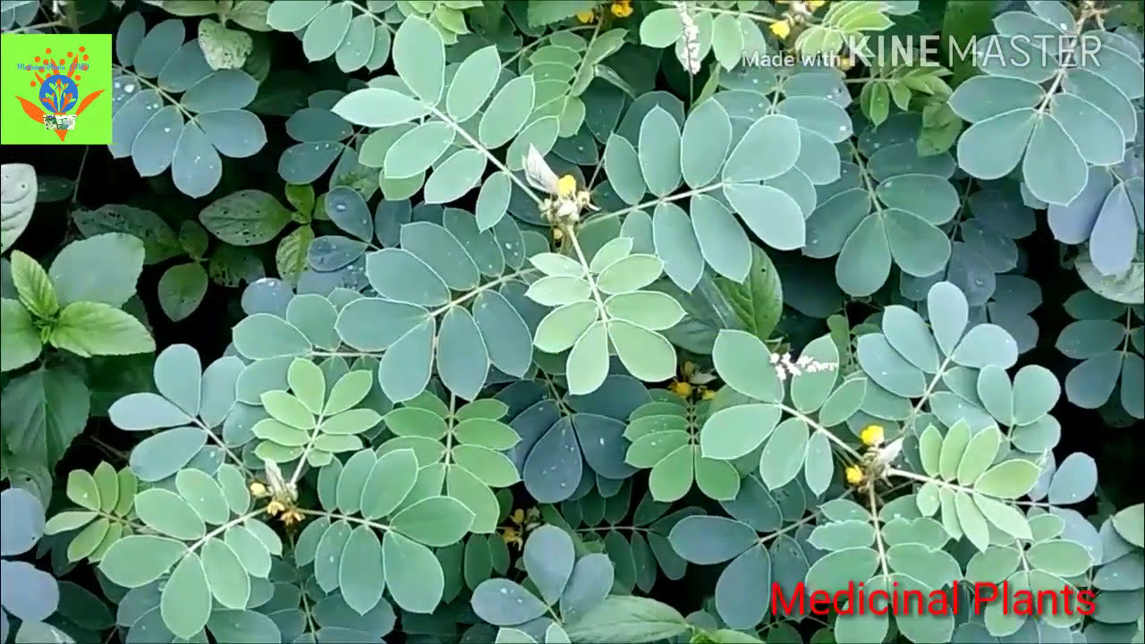 #coffee - #tea plant | #Cassia tora | #Medicinal Plants - YouTube