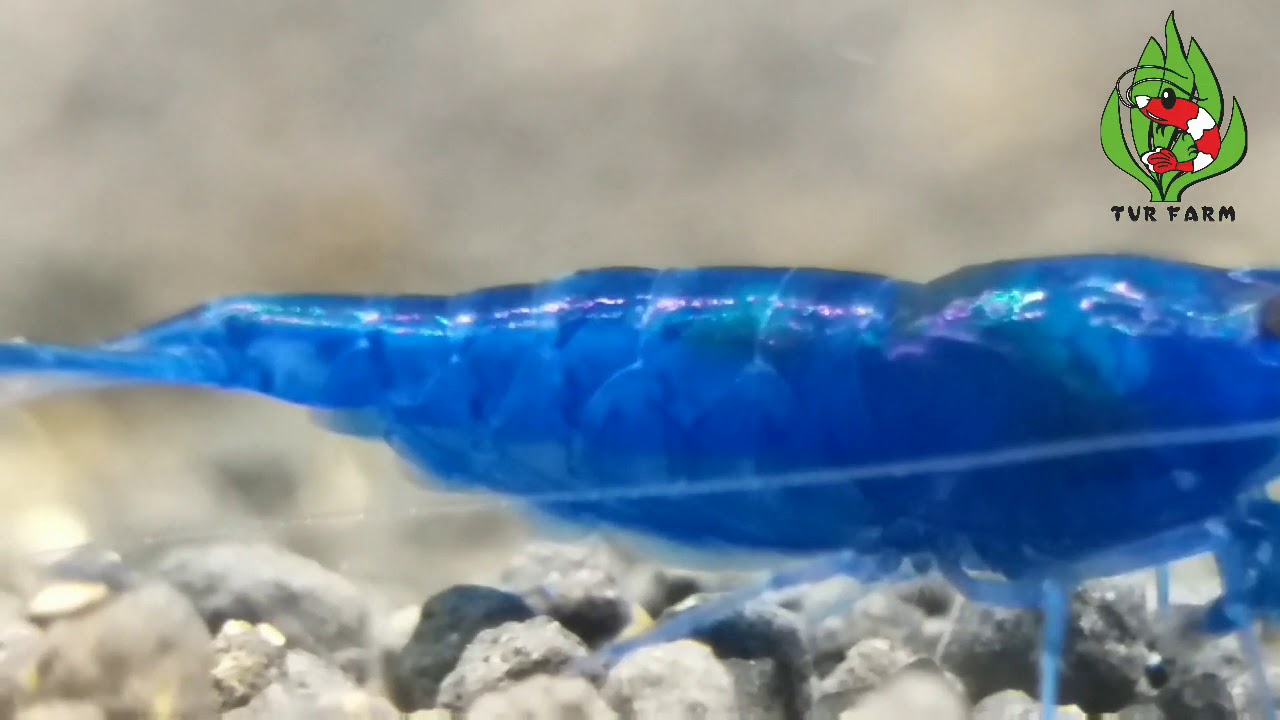Blue Diamond Shrimp | Blue Dream Shrimp | Udang Hias | TVR Farm - YouTube
