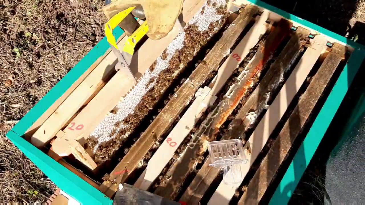 Visite d'une ruche et présentation du miniplus - YouTube