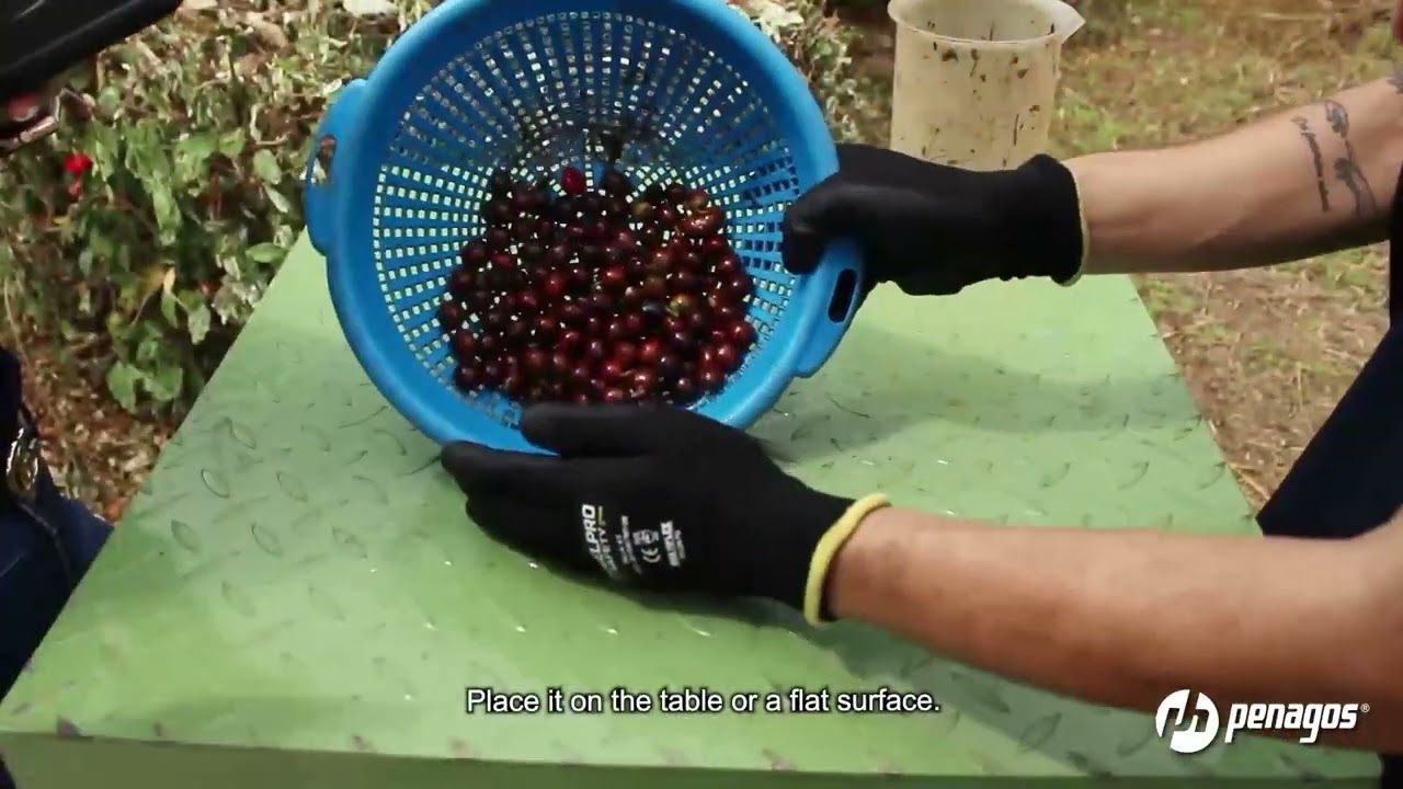 Conozca cómo separar sus granos de café antes del despulpado - YouTube