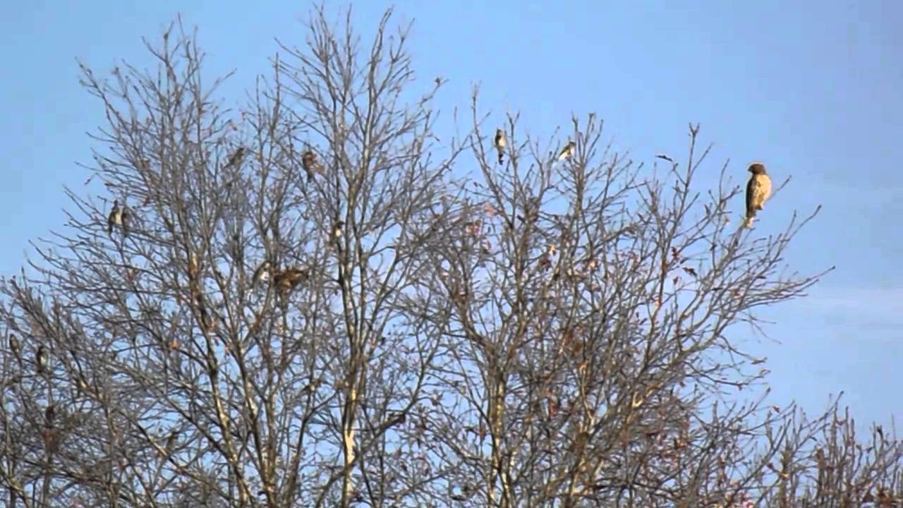 Flock of Blue Jay Birds Mating Ritual Chasing a Hawk Away - YouTube