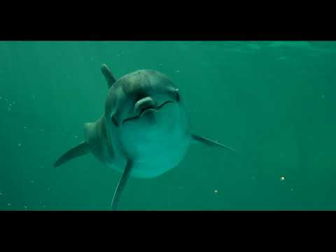 Japan Project 2018 trailer