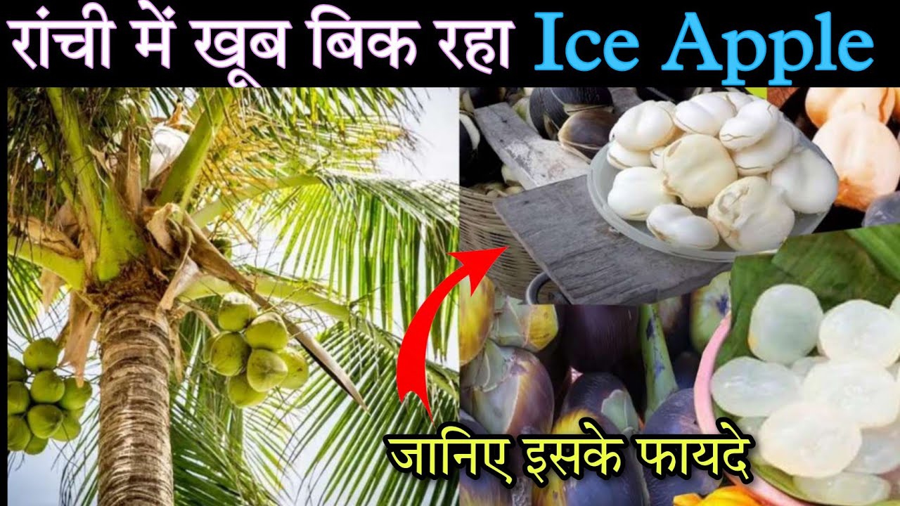 ताड़ के फल Ice Apple के फायदे है अनेक।गर्मियों के दिनों के लिए सबसे ...