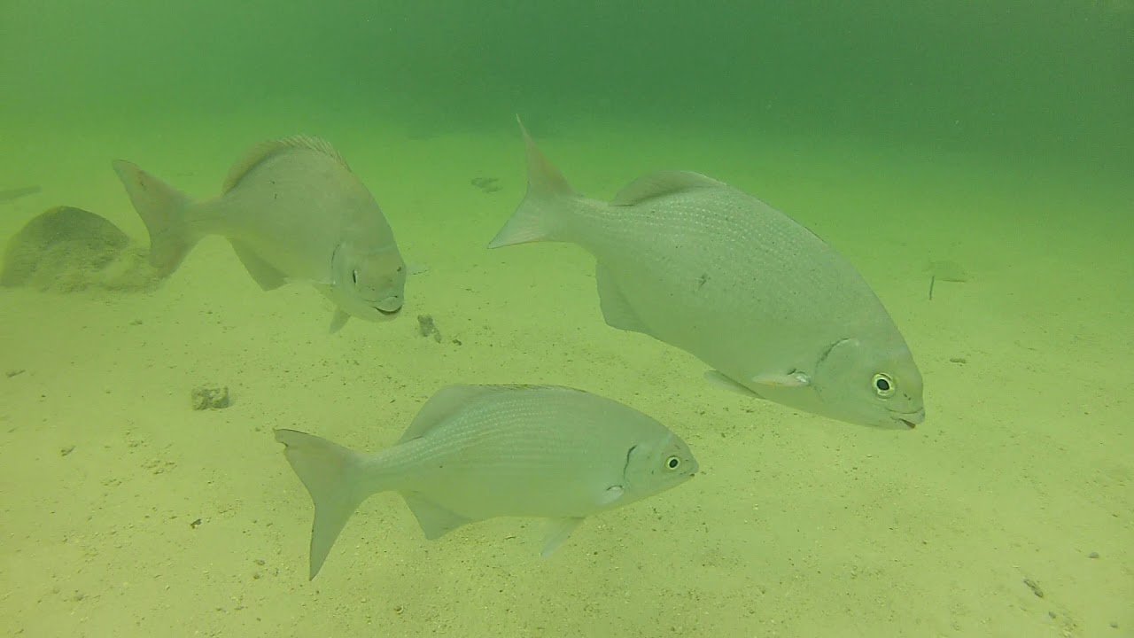 Grand Cayman Island - 05.30.18 - Dock right off the hotel - tons of ...