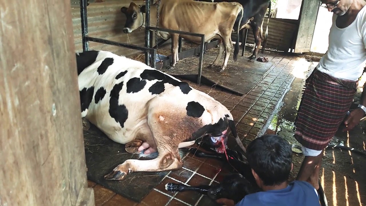 Cow Giving birth..Hf cow delevery video - YouTube
