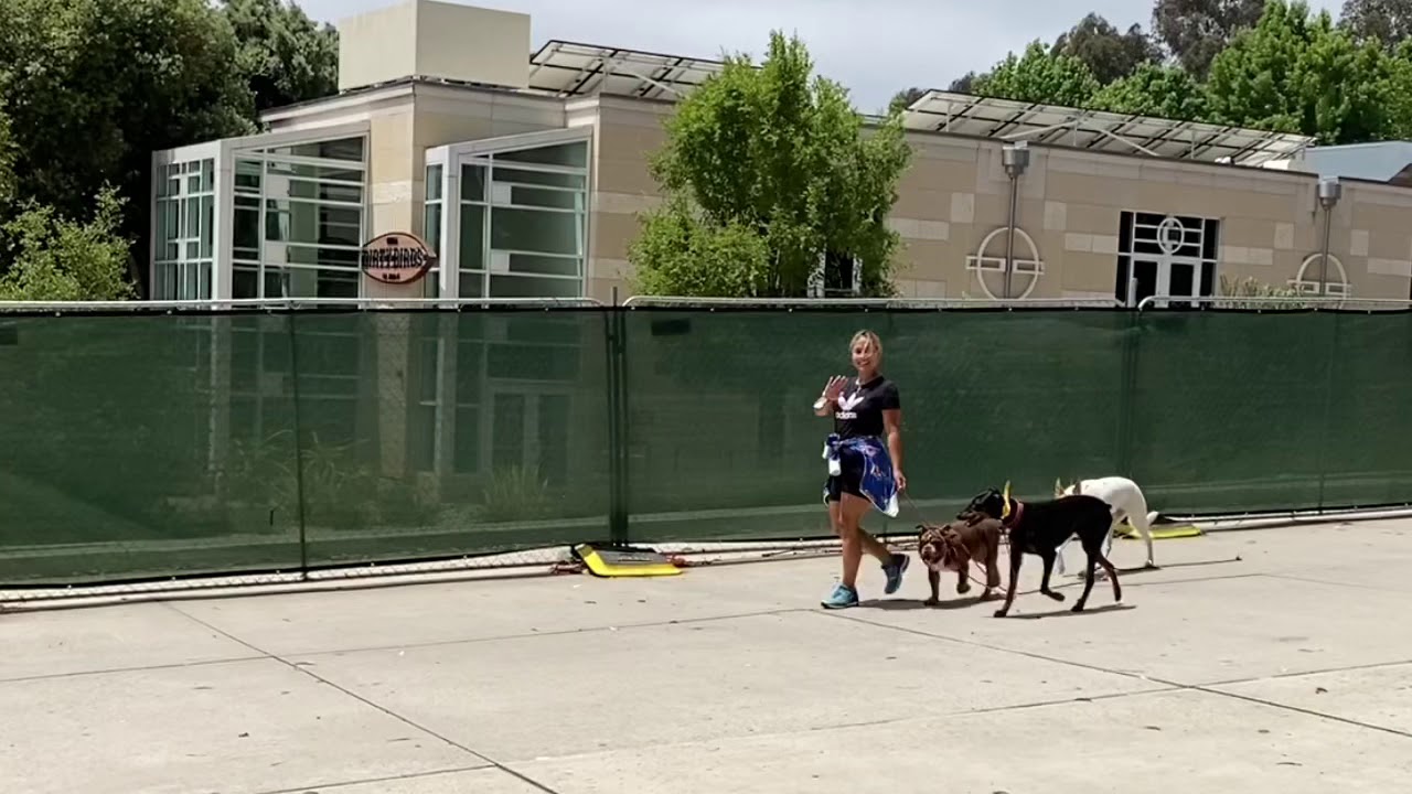 Always a new adventure with Grant Noble and The Noble Dogs - YouTube