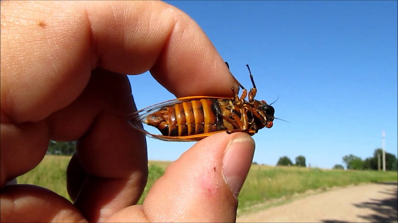 Brood XIX Magicicada neotredecim alarm call - YouTube