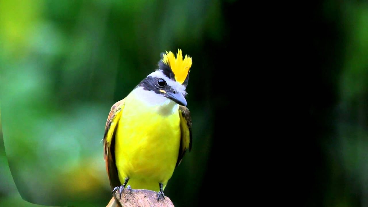 Great Kiskadee.mpg - YouTube