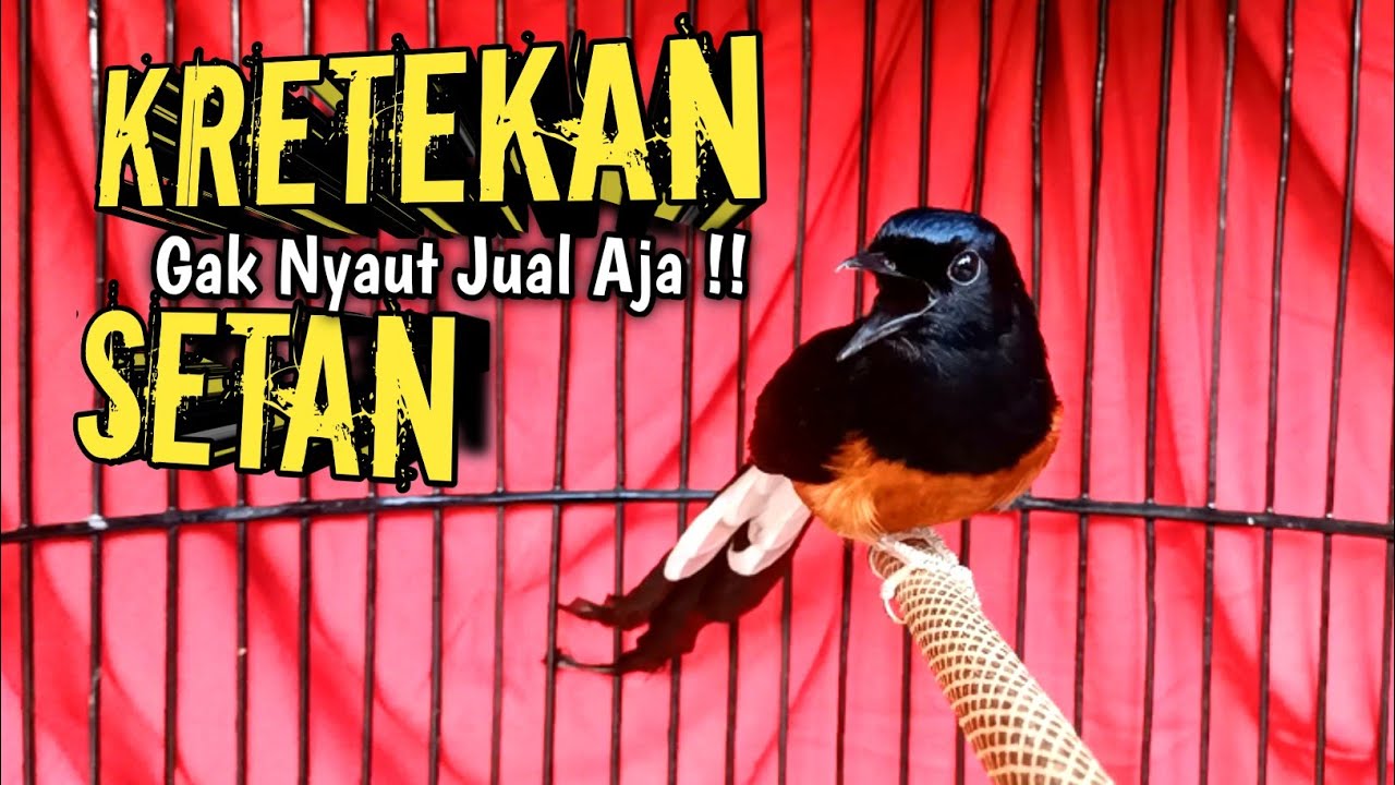 Siulan dan kretekan KERAS murai emosi AMPUH buat PANCINGAN murai batu ...