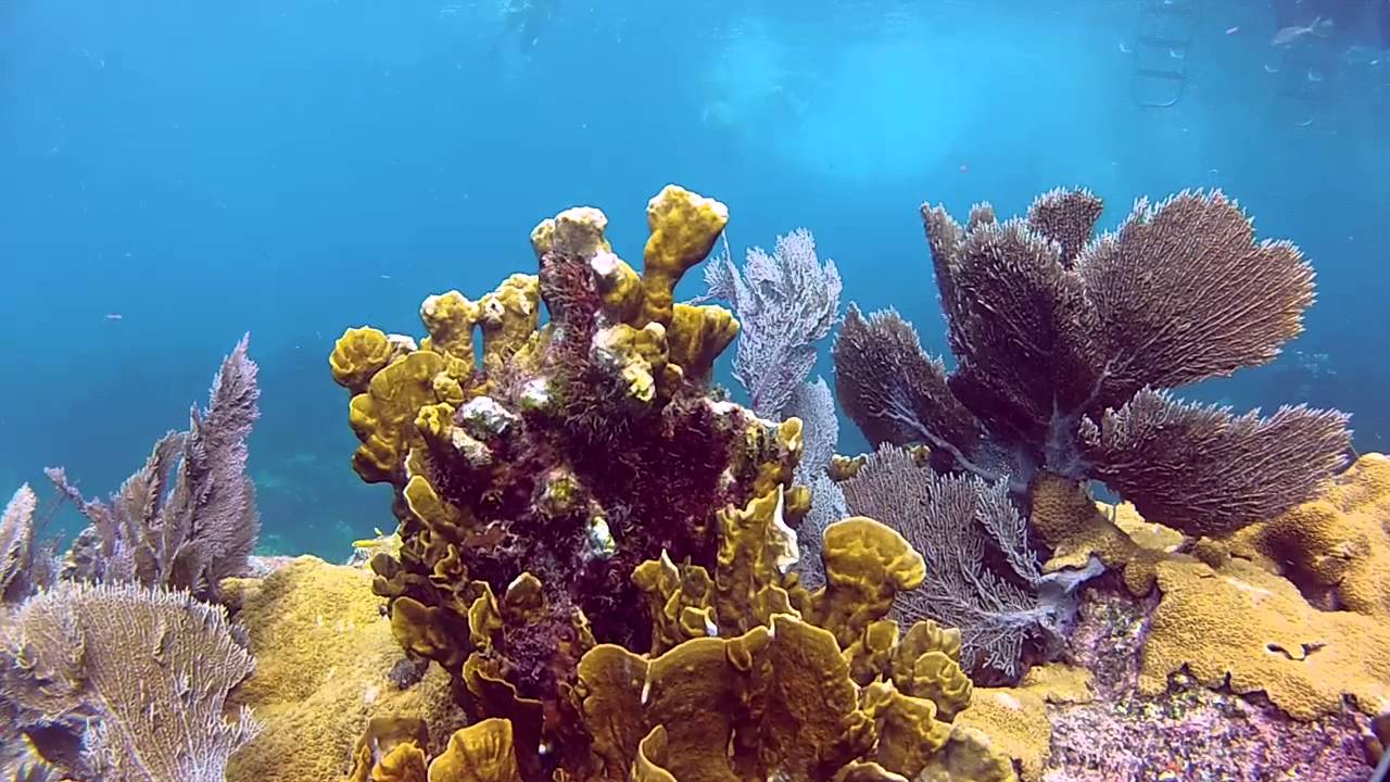 Coral Reef Florida - YouTube