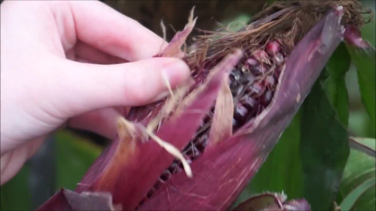 Red Sweet Corn - YouTube