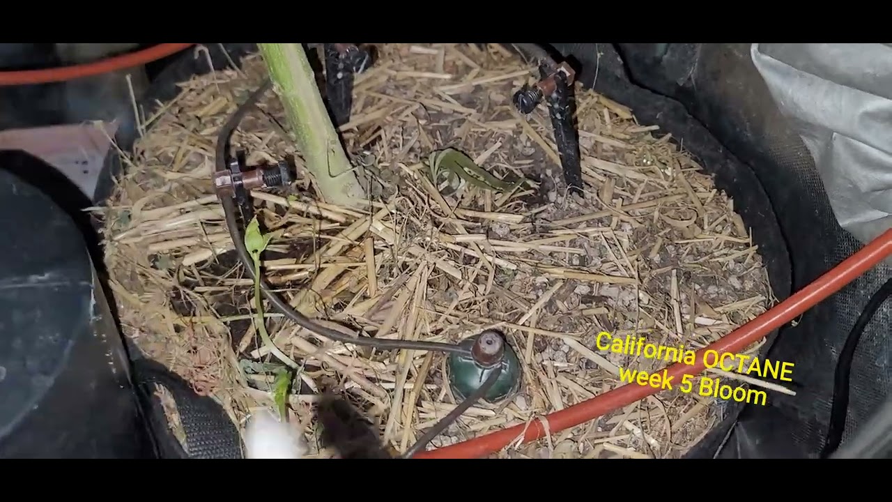 California OCTANE week 5 bloom - YouTube